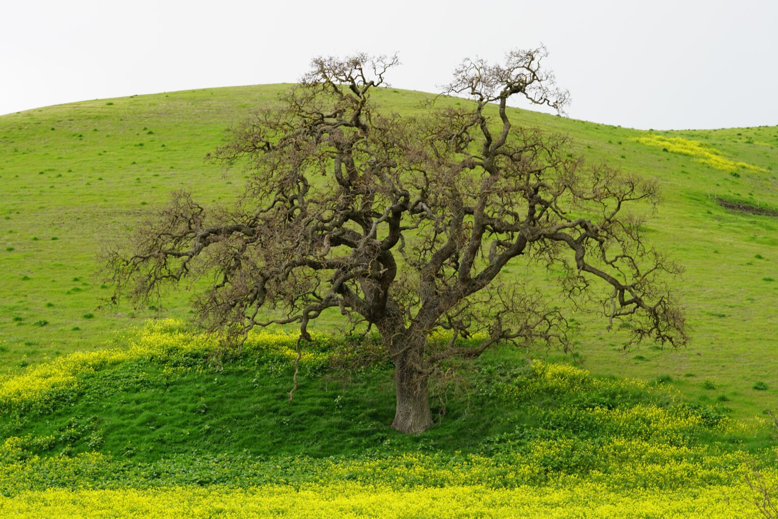 The Parable of the Mustard Seed – GCI Equipper