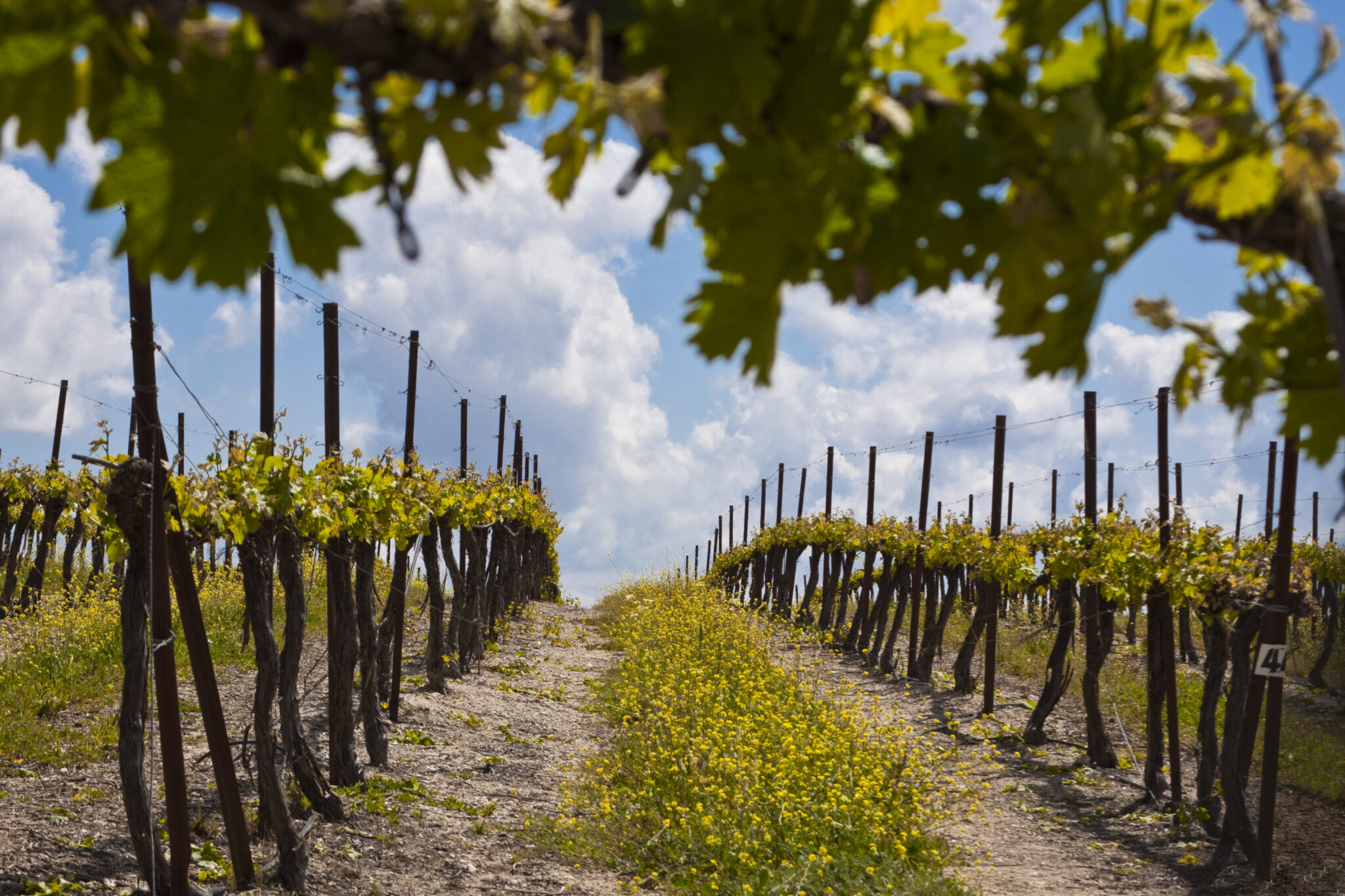 Parable of the Vineyard Workers – GCI Equipper